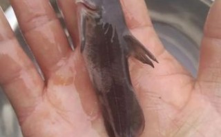 长江鮰鱼是什么鱼_长江鮰鱼多少钱一斤