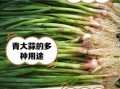 青蒜是什么东西_青蒜和大蒜的区别