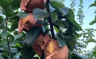 丰水梨产地哪里好_丰水梨和秋月梨哪个甜