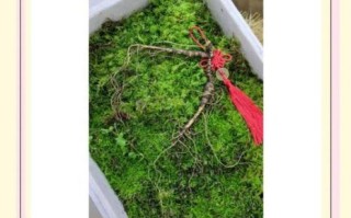 野山参怎么吃最好_野山参有哪些禁忌