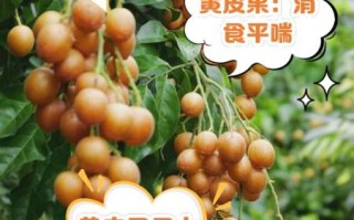 黄皮果是热性还是凉性_吃黄皮果会上火吗