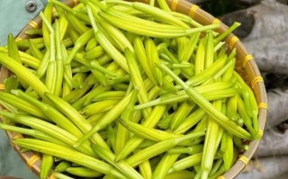 野生黄花菜能吃吗_如何辨别新鲜与有毒品种