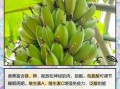 香蕉的功效与作用好处_吃香蕉能减肥吗