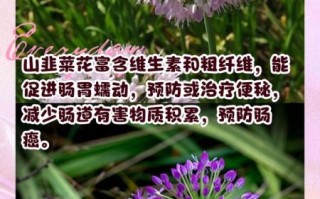 野韭菜花怎么吃_野韭菜花有什么功效