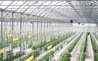 蔬菜大棚建设多少钱_蔬菜大棚怎么建最省钱