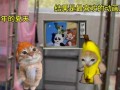 香蕉猫咪视频在线播放_哪里可以免费观看