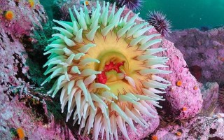 海葵是什么动物_海葵是植物还是动物