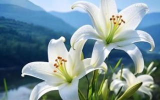 野百合花图片怎么拍_野百合花高清壁纸哪里找