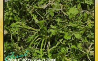 荠菜要焯水吗_焯水时间多久