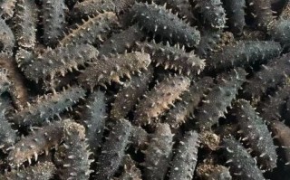 大连淡干海参80头一斤多少钱_80头海参价格影响因素