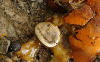 马钱子中毒症状_马钱子中毒怎么急救