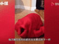 用被子把人裹成粽子怎么做_为什么火了