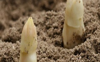 芦笋种子怎么挑选_芦笋种子图片识别技巧