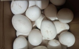 鹅蛋多少钱一个_鹅蛋价格为什么差异大