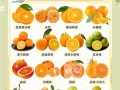 橙子是几月份的当季水果_橙子什么时候最好吃