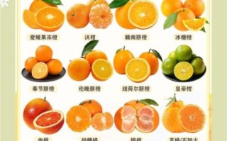 橙子是几月份的当季水果_橙子什么时候最好吃