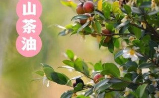为什么很少人吃山茶油_山茶油价格贵吗