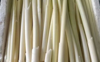 蒲笋多少钱一斤_蒲笋价格行情