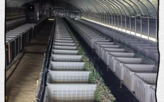 室内养黄鳝技术与设备_室内养黄鳝需要哪些设备