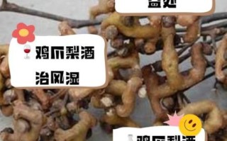 鸡爪梨酒的功效与作用_鸡爪梨酒怎么喝才有效