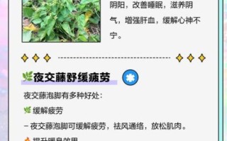 夜交藤治疗失眠的用法_夜交藤怎样服用