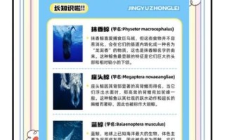 鲸鱼种类图片大全_如何区分蓝鲸与座头鲸