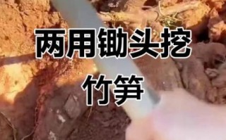 山药怎么挖不伤根_挖山药用什么工具最好