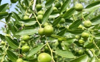 野生酸枣树图片长什么样_如何辨认野生酸枣树