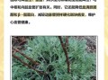 茵陈蒿汤的功效与作用_茵陈蒿汤适合什么人喝