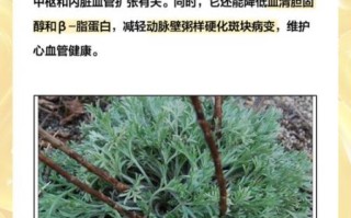 茵陈蒿汤的功效与作用_茵陈蒿汤适合什么人喝