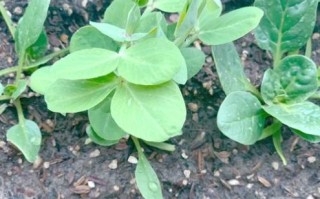 荷兰豆怎么种植_荷兰豆种植时间和方法