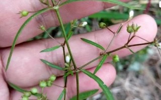 白花蛇舌草的功效与作用及副作用_白花蛇舌草能长期喝吗