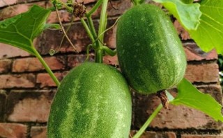 节瓜是什么菜_节瓜和冬瓜的区别