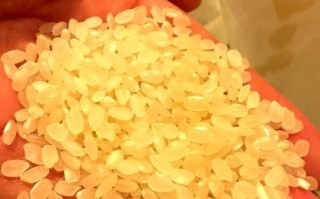 做寿司的米是什么米_寿司米和普通米的区别