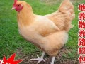 三黄鸡是什么鸡_三黄鸡是什么品种