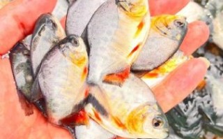 金鲳鱼苗多少钱一斤_金鲳鱼苗批发价格行情