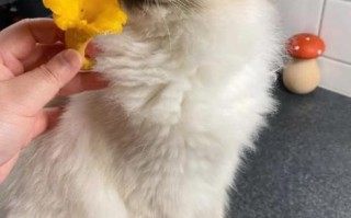 鸡油菌怎么挑选_鸡油菌怎么保存