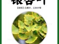 银杏叶的功效与作用_银杏叶能降血压吗