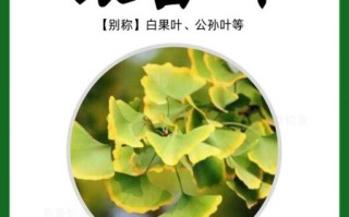 银杏叶的功效与作用_银杏叶能降血压吗