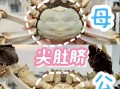 螃蟹公的好吃还是母的好吃_如何挑选