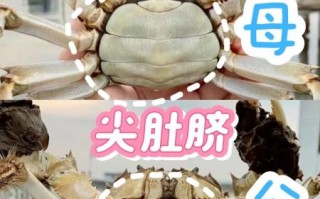 螃蟹公的好吃还是母的好吃_如何挑选
