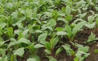 萝卜苗的功效与作用_萝卜苗怎么吃最好