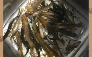 黄蜂鱼养殖技术_黄蜂鱼养殖利润怎么样