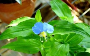 鸭跖草可以当菜吃吗_鸭跖草怎么吃才安全