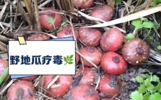 野生地瓜长什么样_野生地瓜能吃吗