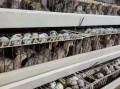 鹌鹑蛋多少钱一斤_鹌鹑蛋价格行情