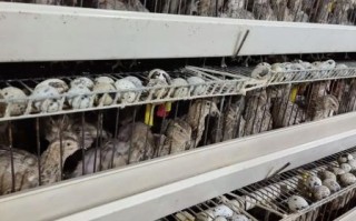 鹌鹑蛋多少钱一斤_鹌鹑蛋价格行情