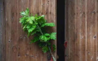 艾叶水洗下身禁忌_孕妇能用吗