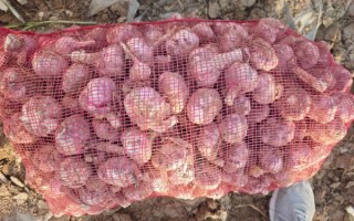 金乡大蒜价格最新行情_今天多少钱一斤