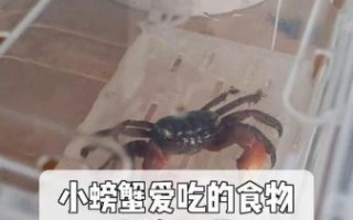 宠物螃蟹吃什么食物_宠物螃蟹能吃什么蔬菜